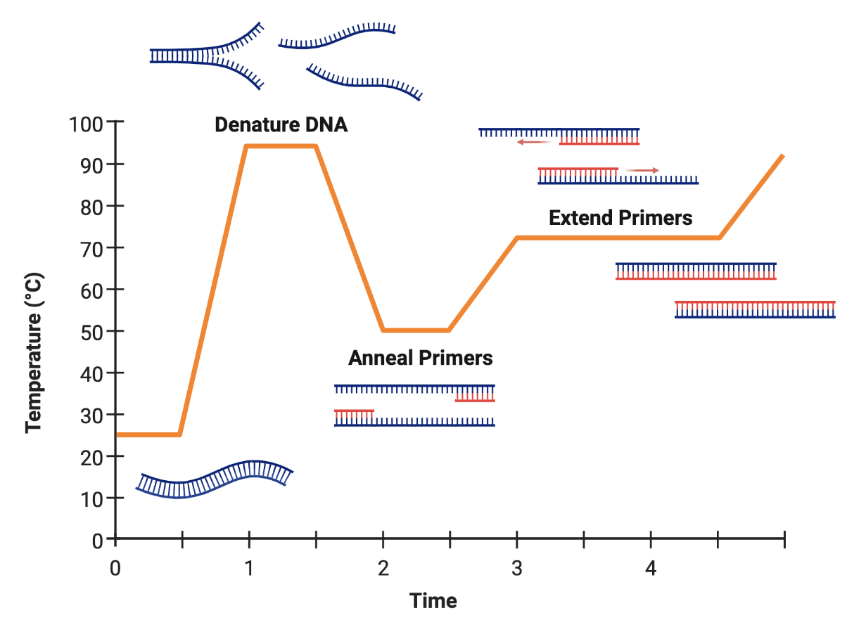 How to Purify Proteins – Protein Scientist